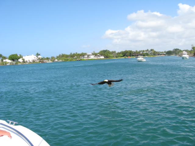 Bald Eagle swooping in to catch fish in front of boat | WWII Forums